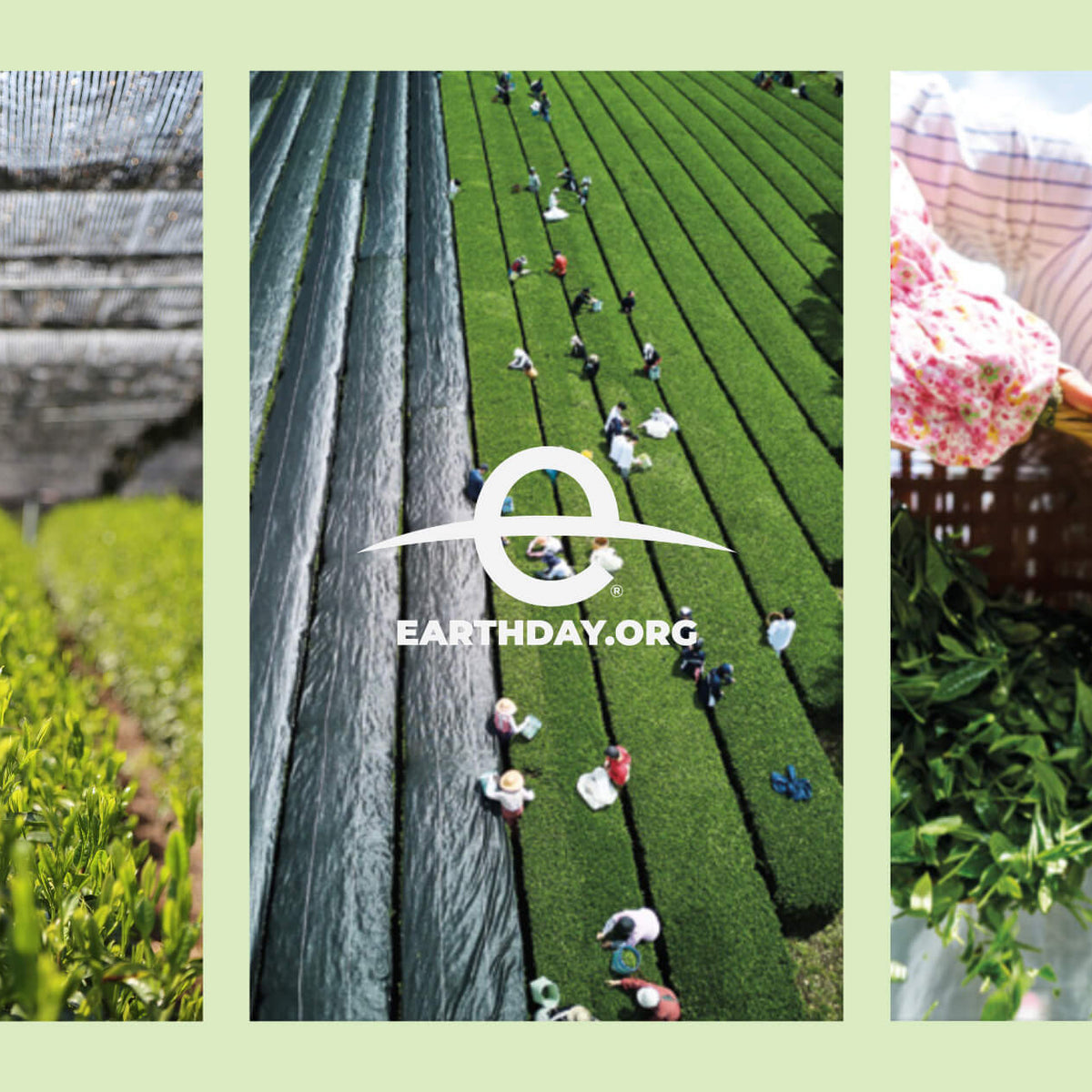 Earth Day: The Power of Small Intentional Choices – OMGTeas